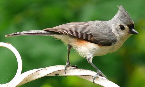 The Tufted Titmouse Bird | Backyard Birding Blog