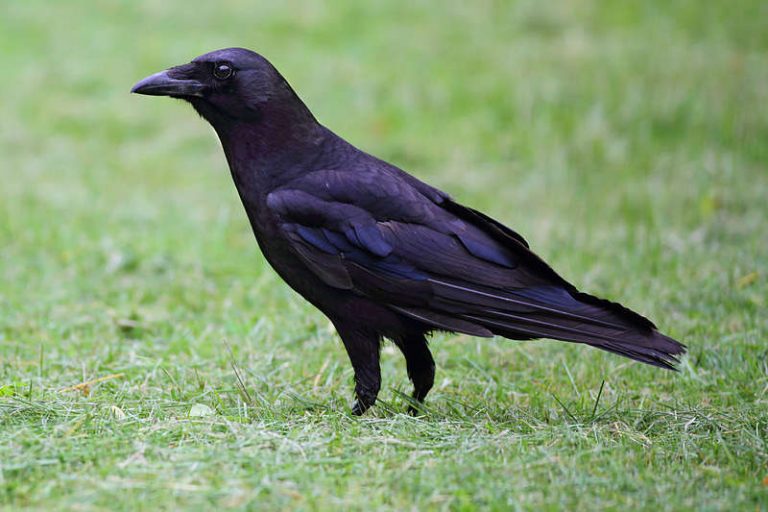 Backyard Bird Identification Guide (Identify Your Visitors)