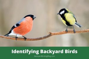 Backyard Bird Identification Guide (Identify Your Visitors)